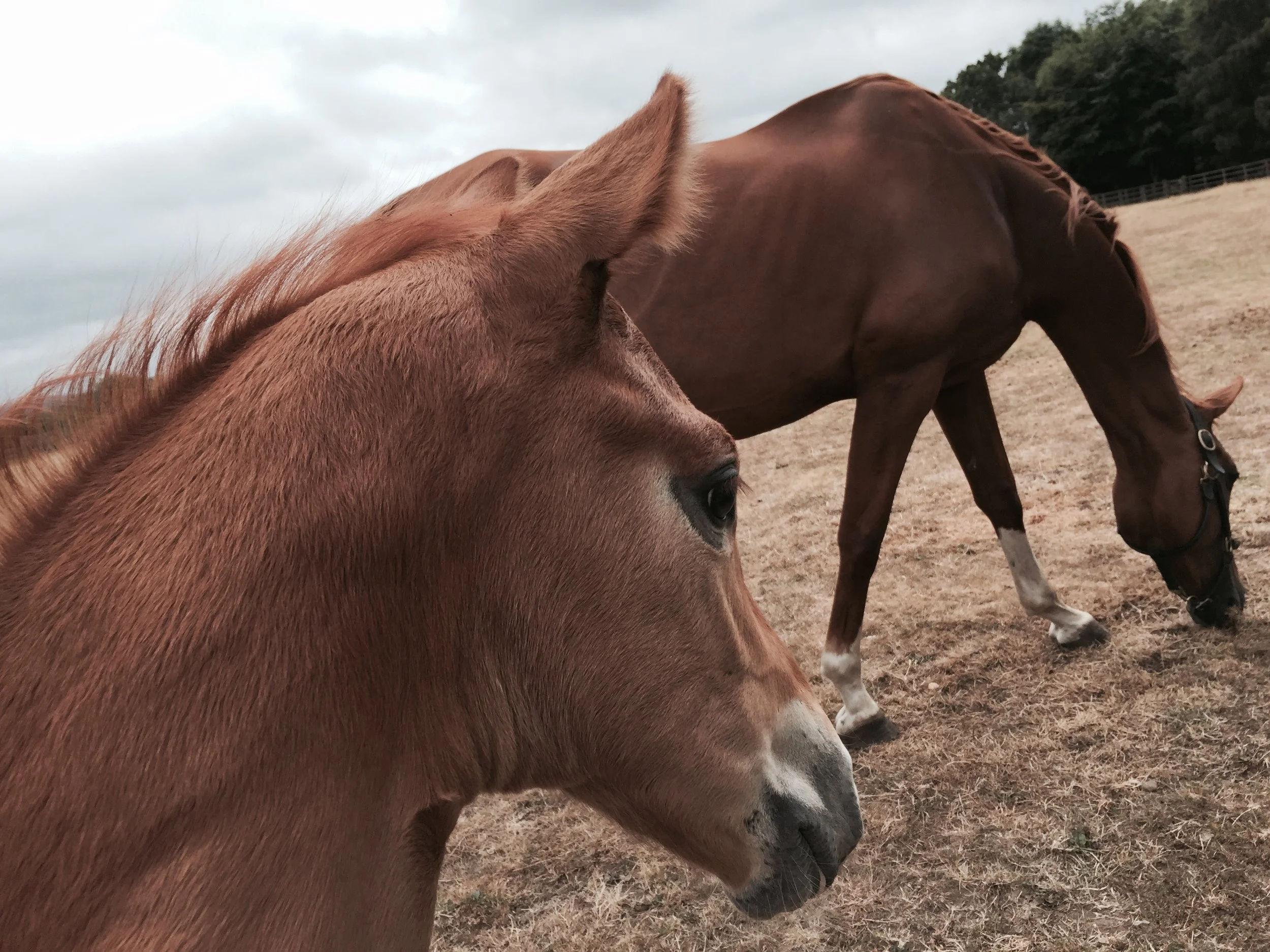 Stud — British Sport Horses