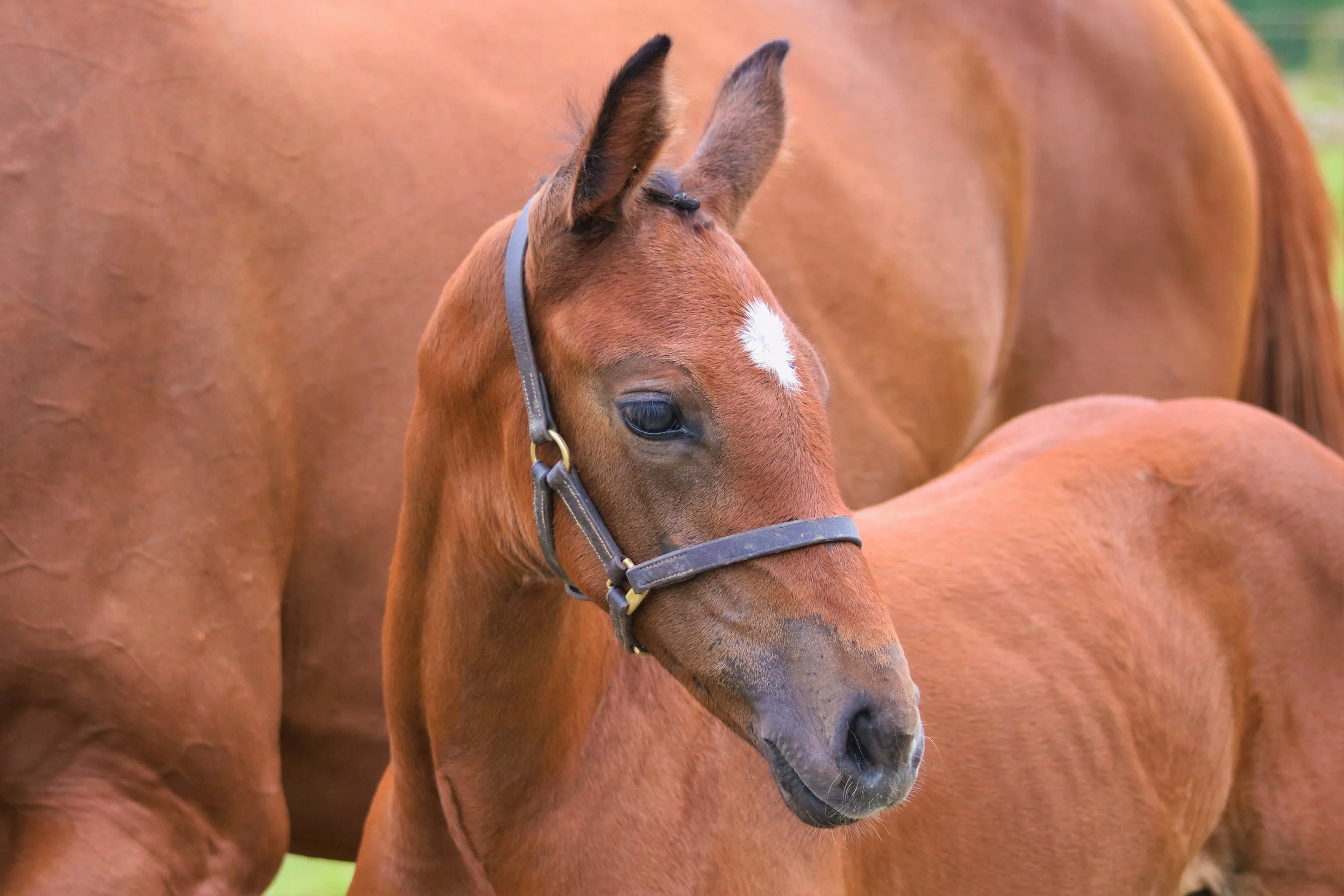 Stud — British Sport Horses