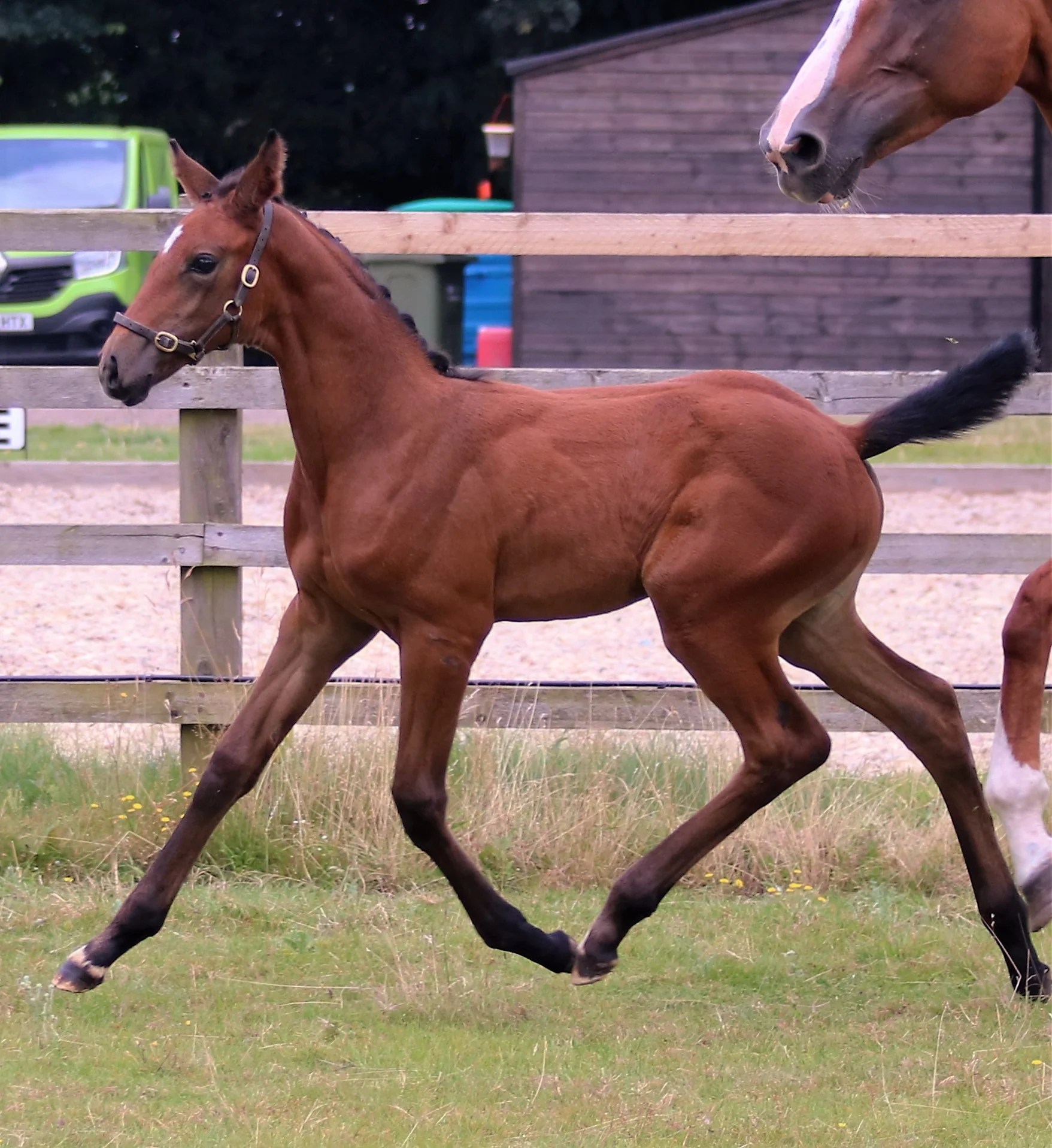 Stud — British Sport Horses