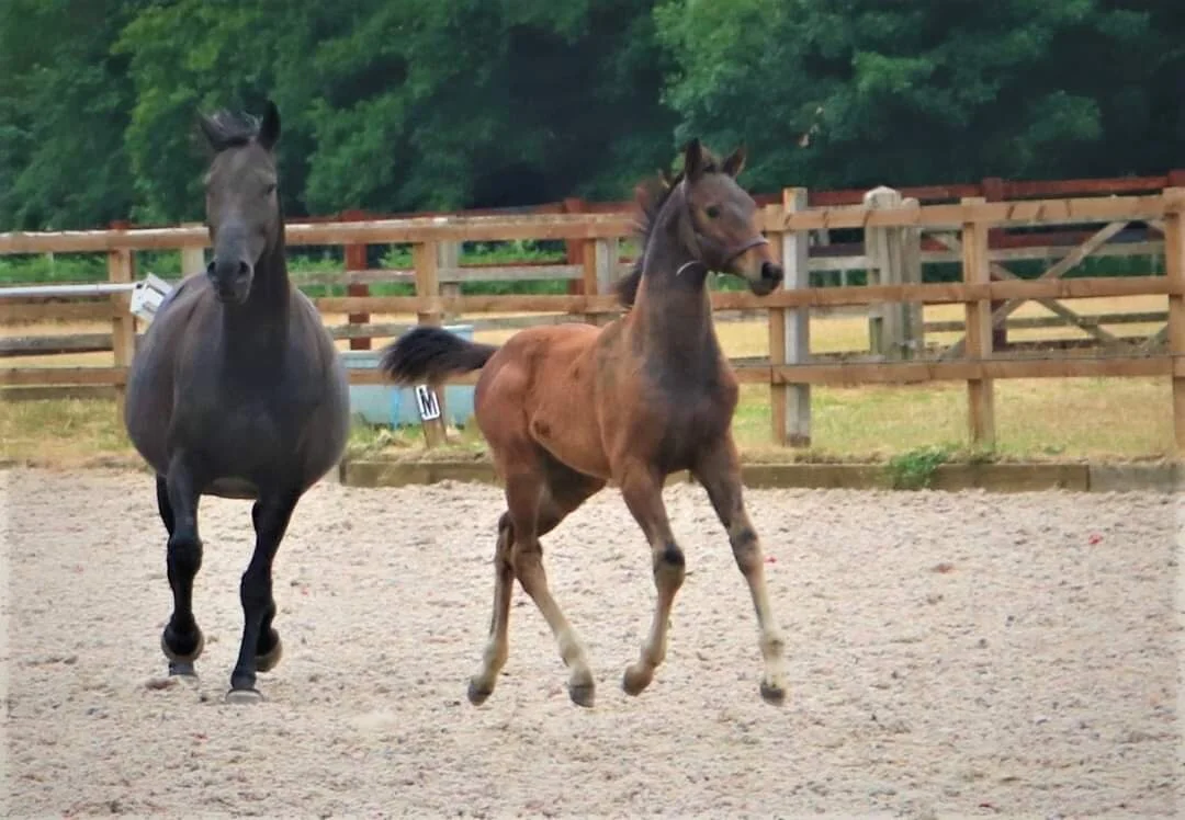 Stud — British Sport Horses