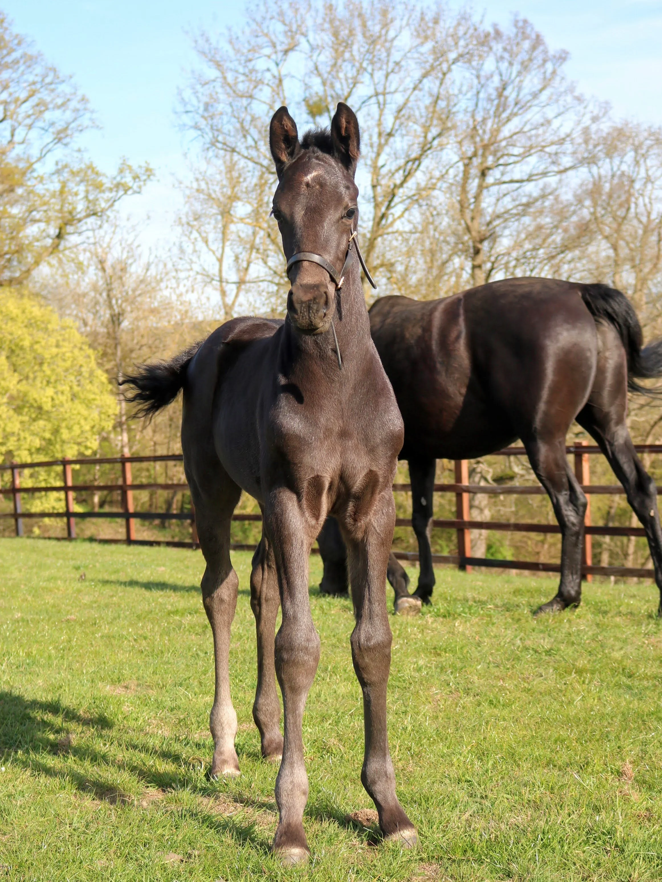 Stud — British Sport Horses