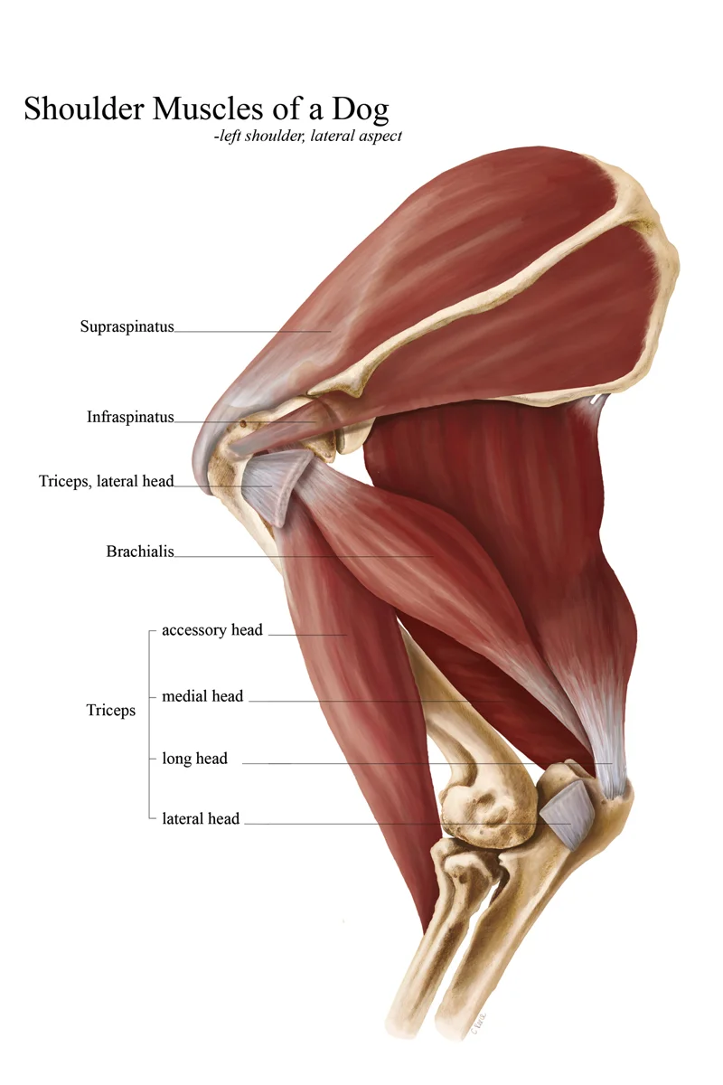 How Scientific Illustration Shaped My Art I E What I Earned A Degree