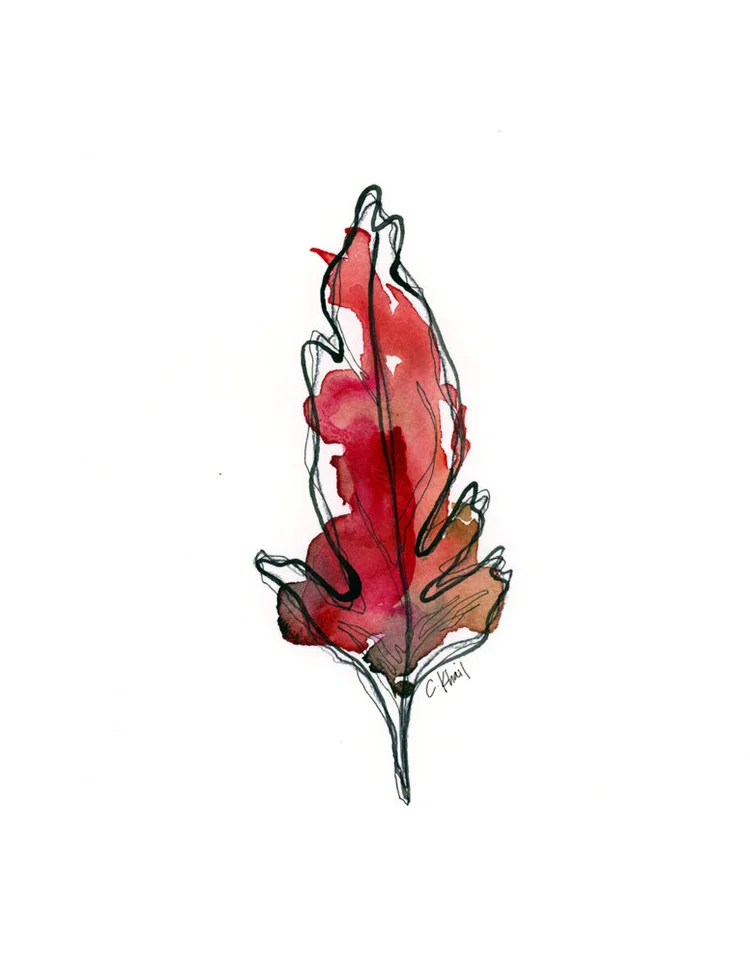 Cardinal Feather Drawing