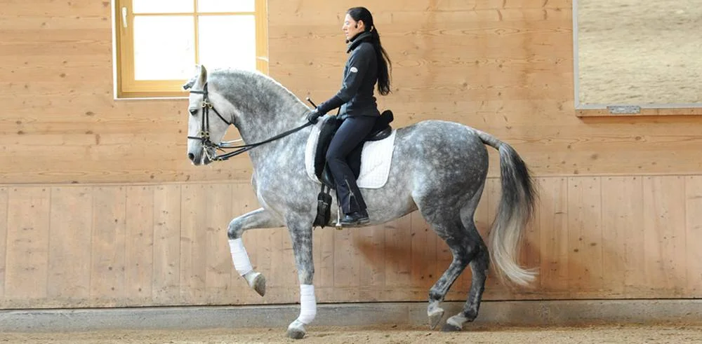 Lucy Middleton Classical Dressage -My Classical Dressage Trainers