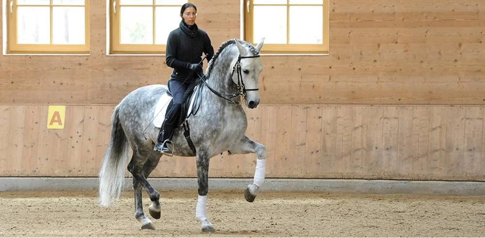 Lucy Middleton Classical Dressage -My Classical Dressage Trainers