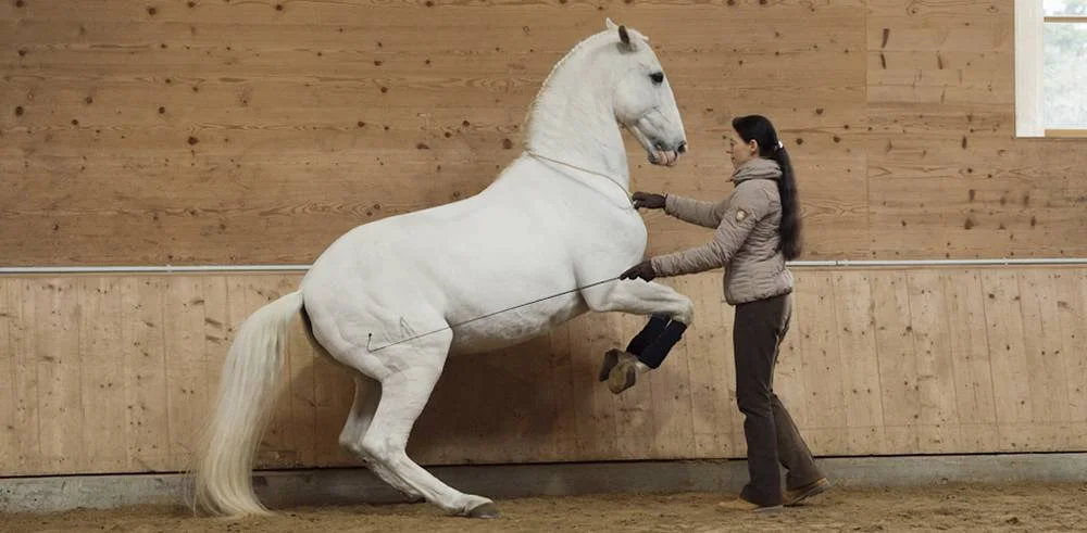 Lucy Middleton Classical Dressage -My Classical Dressage Trainers