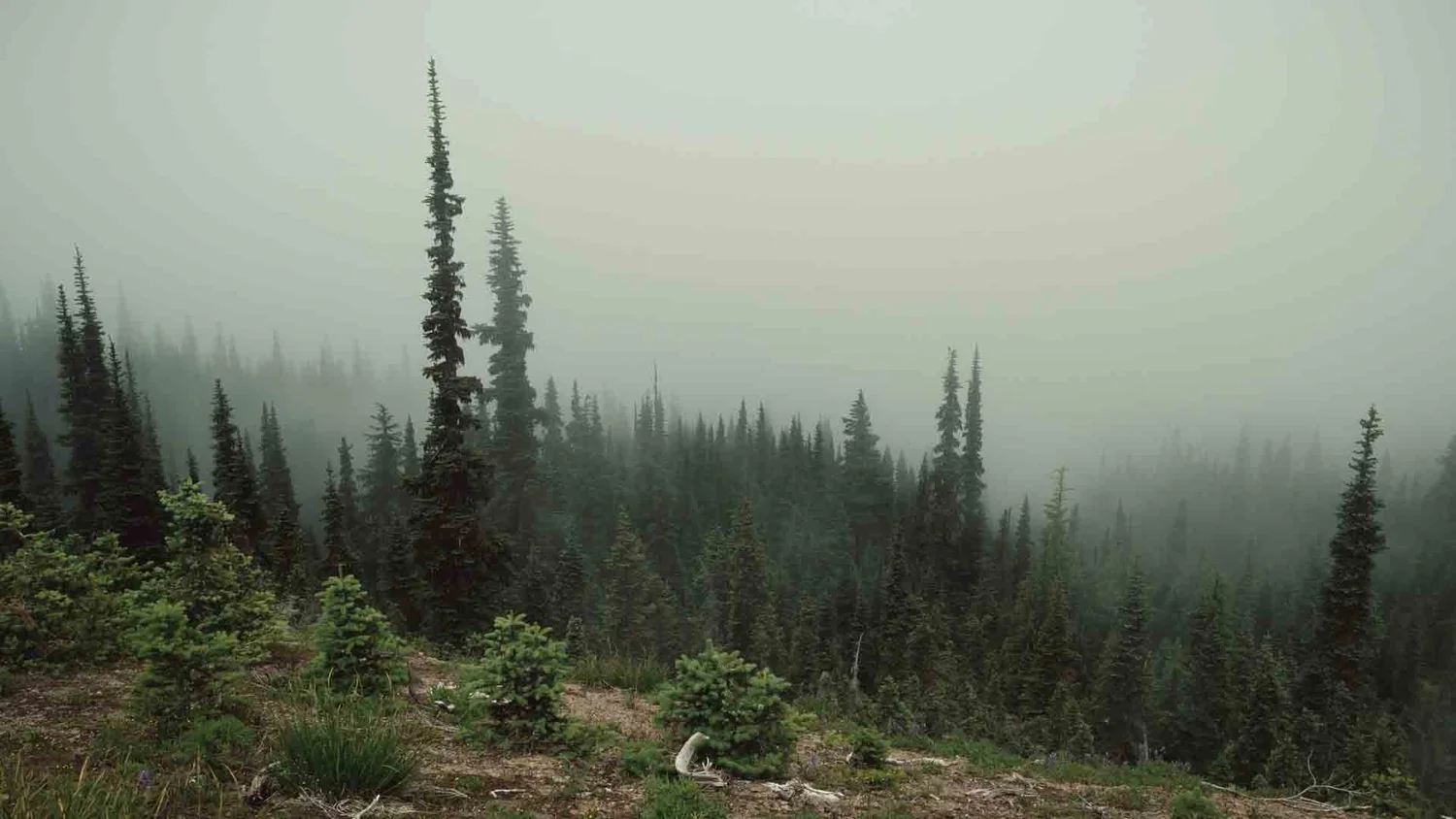 BRAD DAILEY | COMPRESSION + DIGITAL LANGUAGE