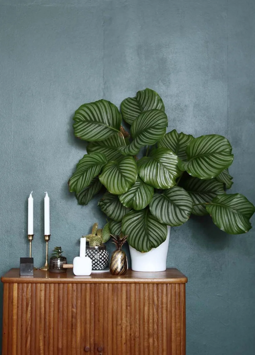 Our Take: The Top 10 Design Trends for Spring — Teaselwood Design