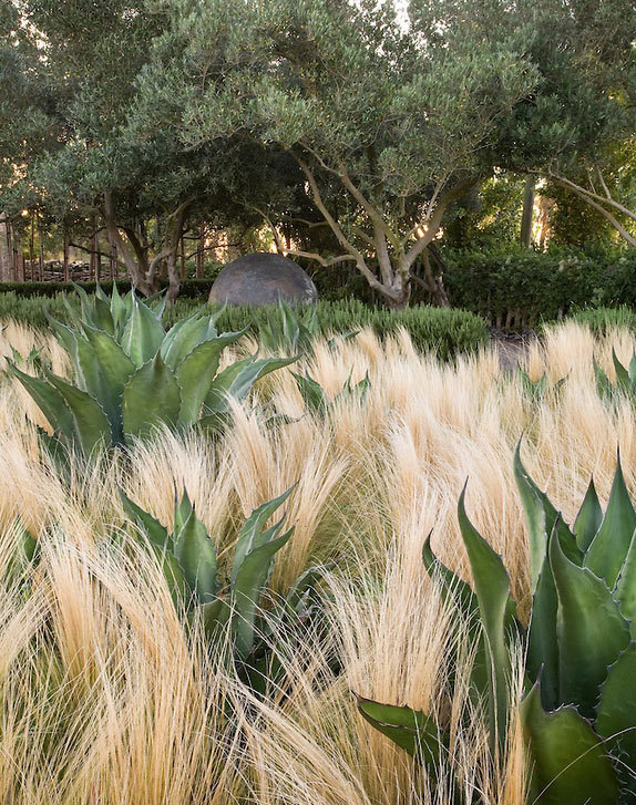 North Texas Drought-Tolerant Low-Maintenance Water-Wise Texas Native ...