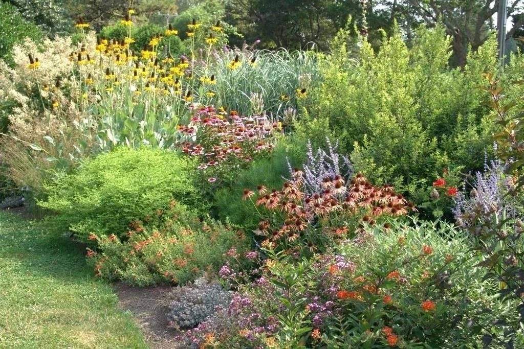 Best Low Maintenance Plants for North Texas Gardens and Landscapes that ...