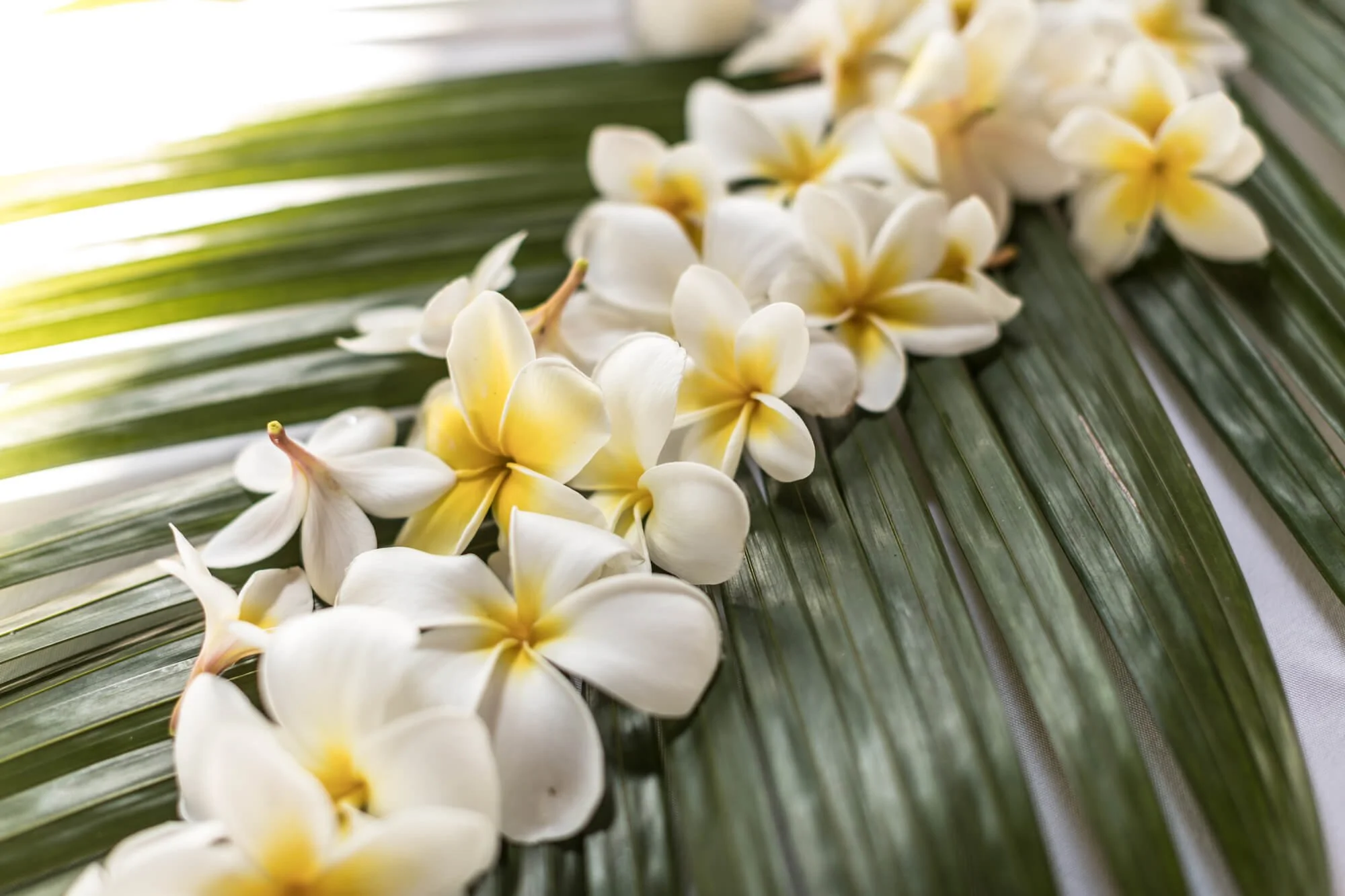 Hawaii Beach Flowers