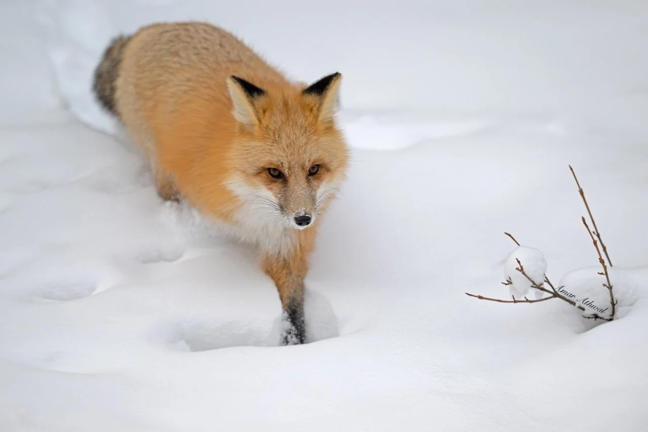 Cross Red Fox