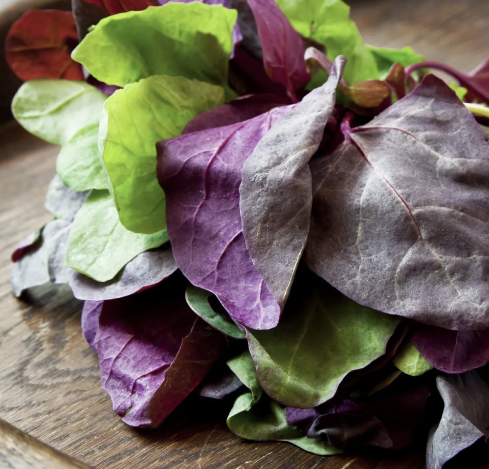 LUCSA 2024 - 8/14, 8/15 & 8/16 — The Urban Canopy