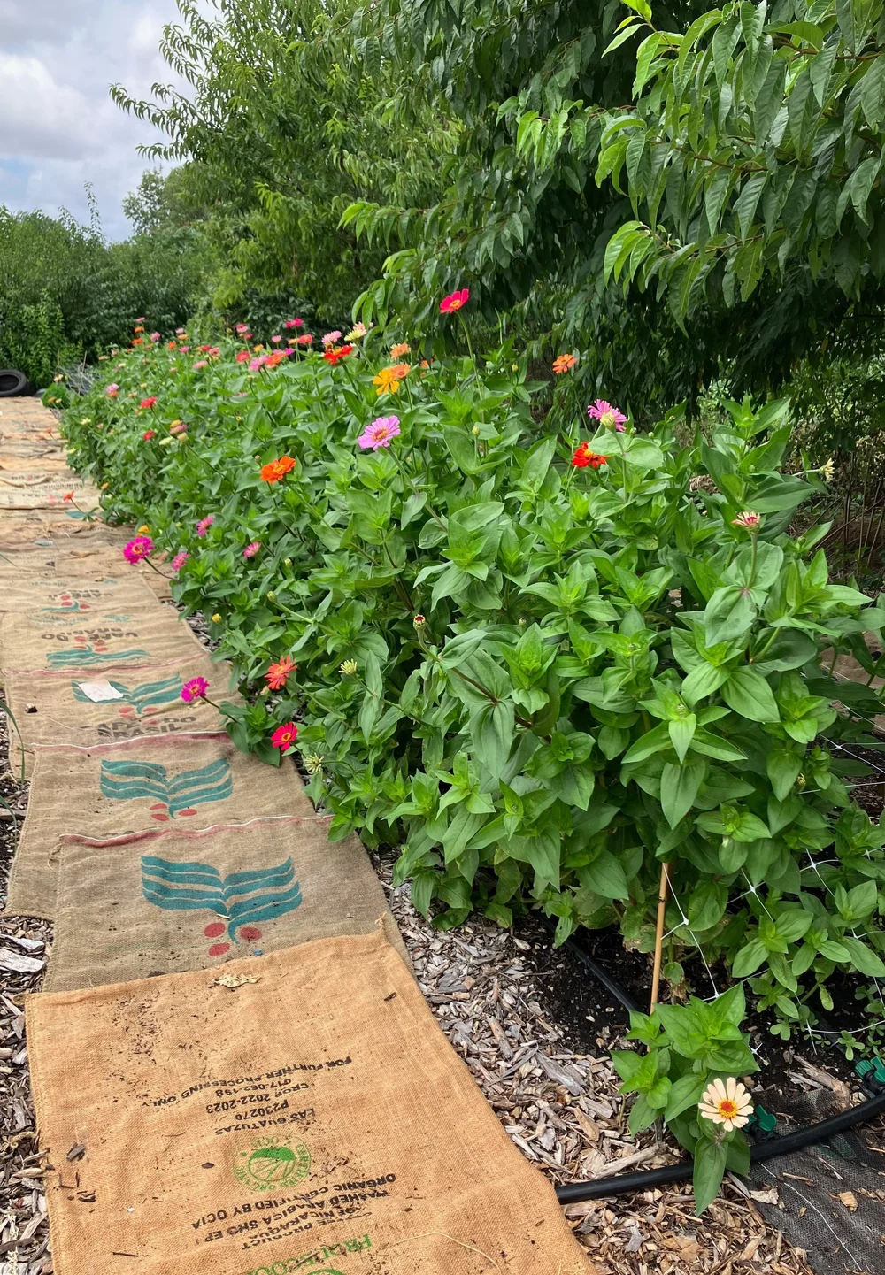 LUCSA 2024 - 8/14, 8/15 & 8/16 — The Urban Canopy