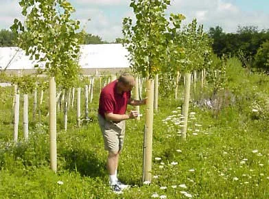 Grow Tubes for Trees - Tree Tubes - Tree Protectors - Seedling Tubes ...