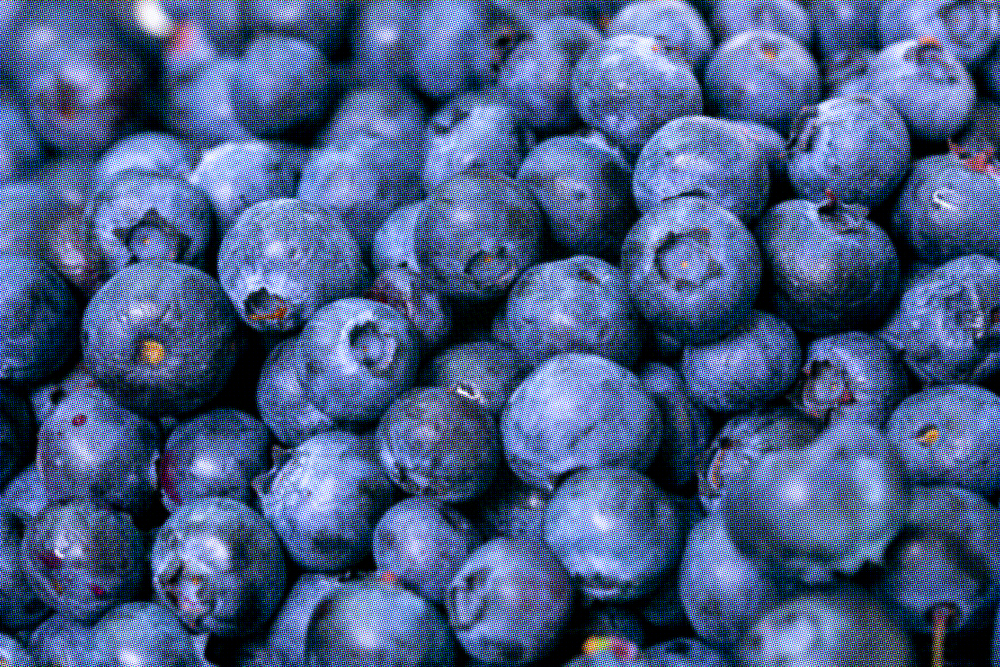 Blueberries | Experience Fresh Blueberries – Join Us! — Whooping Crane Farm