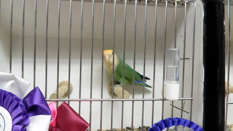Gallery — African Love Bird Society