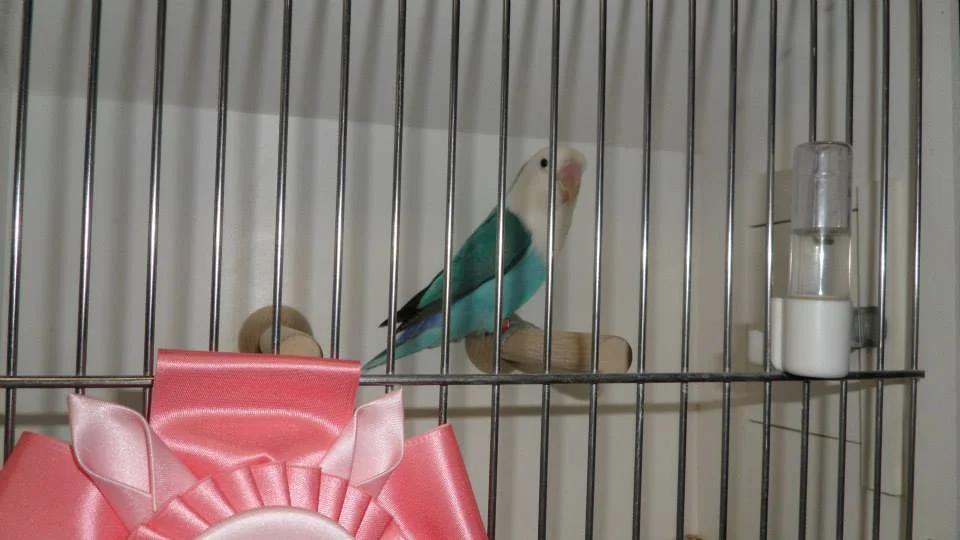 Gallery — African Love Bird Society