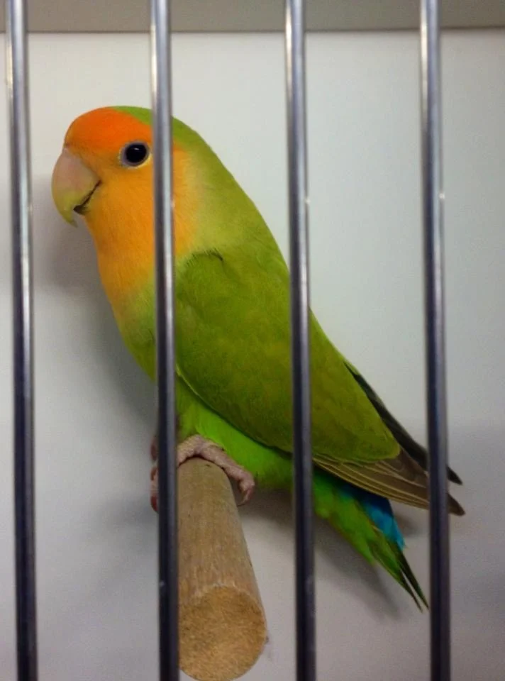 Gallery — African Love Bird Society