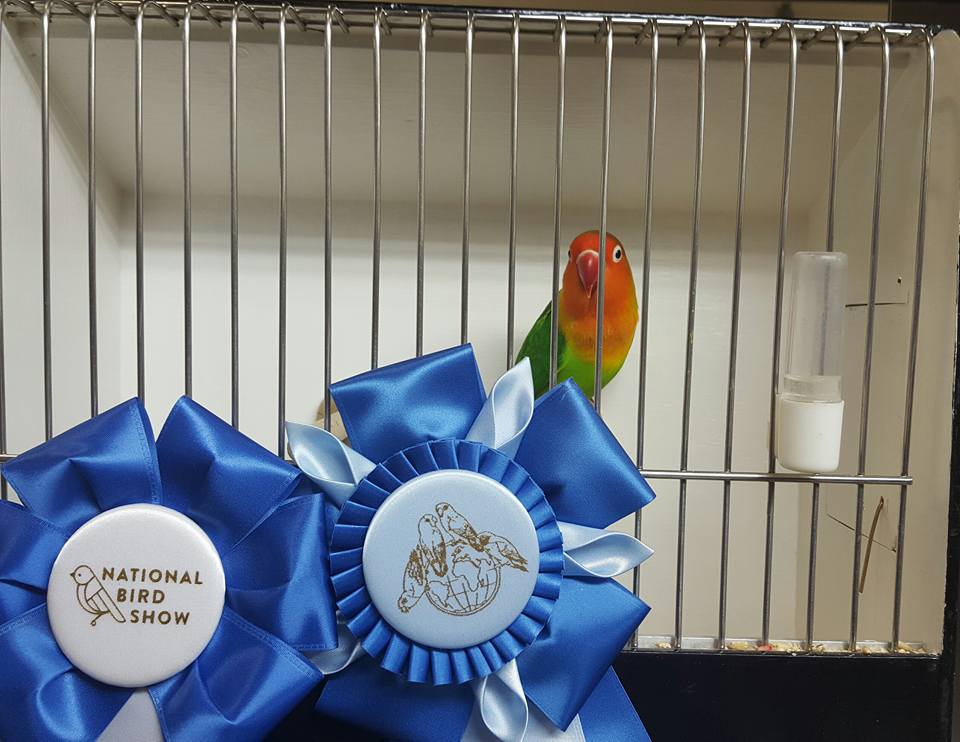 African Love Bird Society