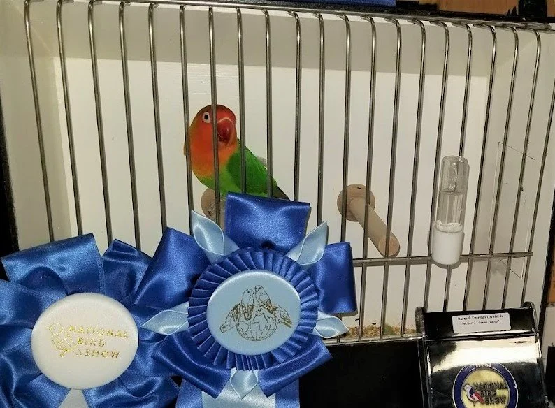 African Love Bird Society