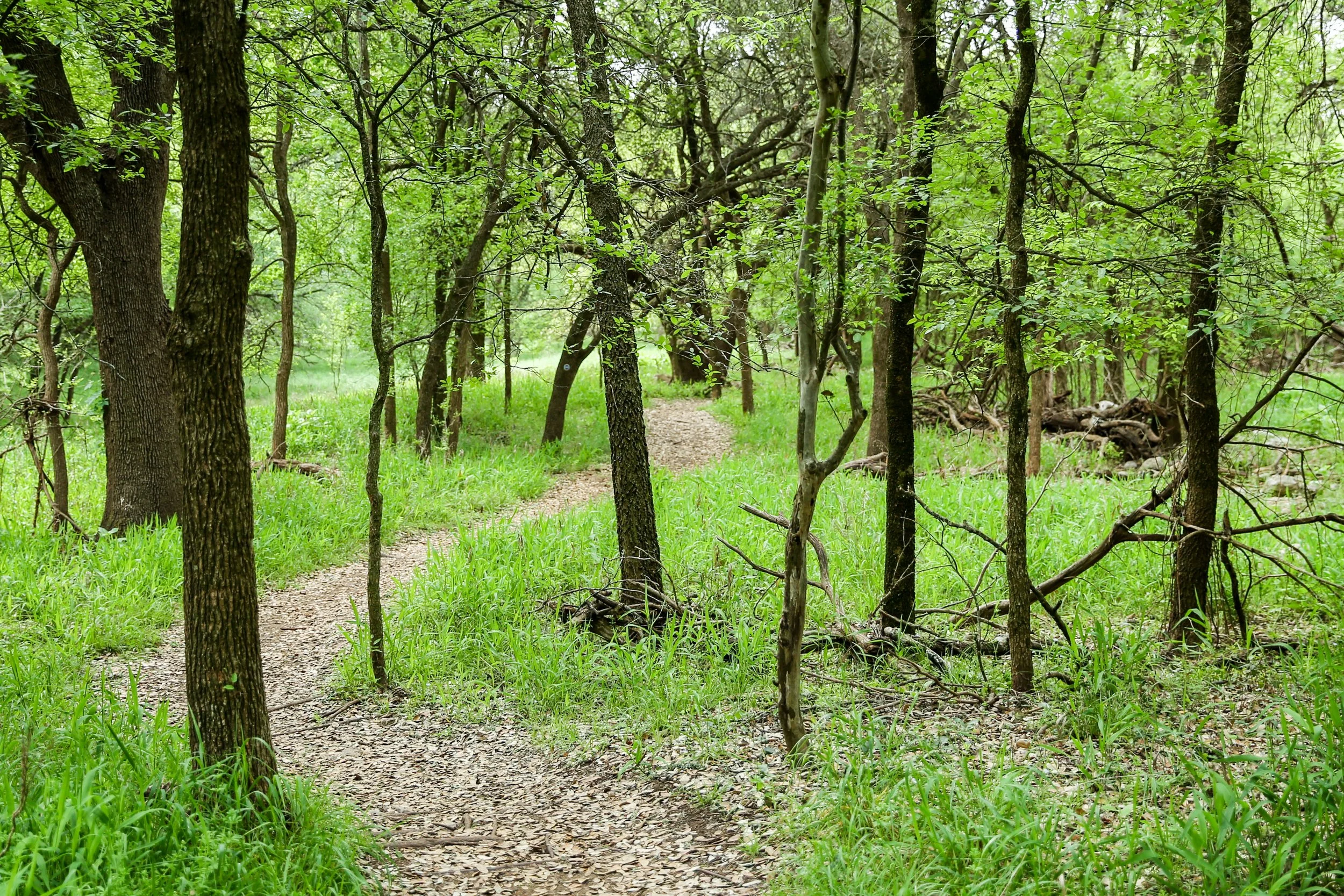 Great Springs Trail Race | Tejas Trails