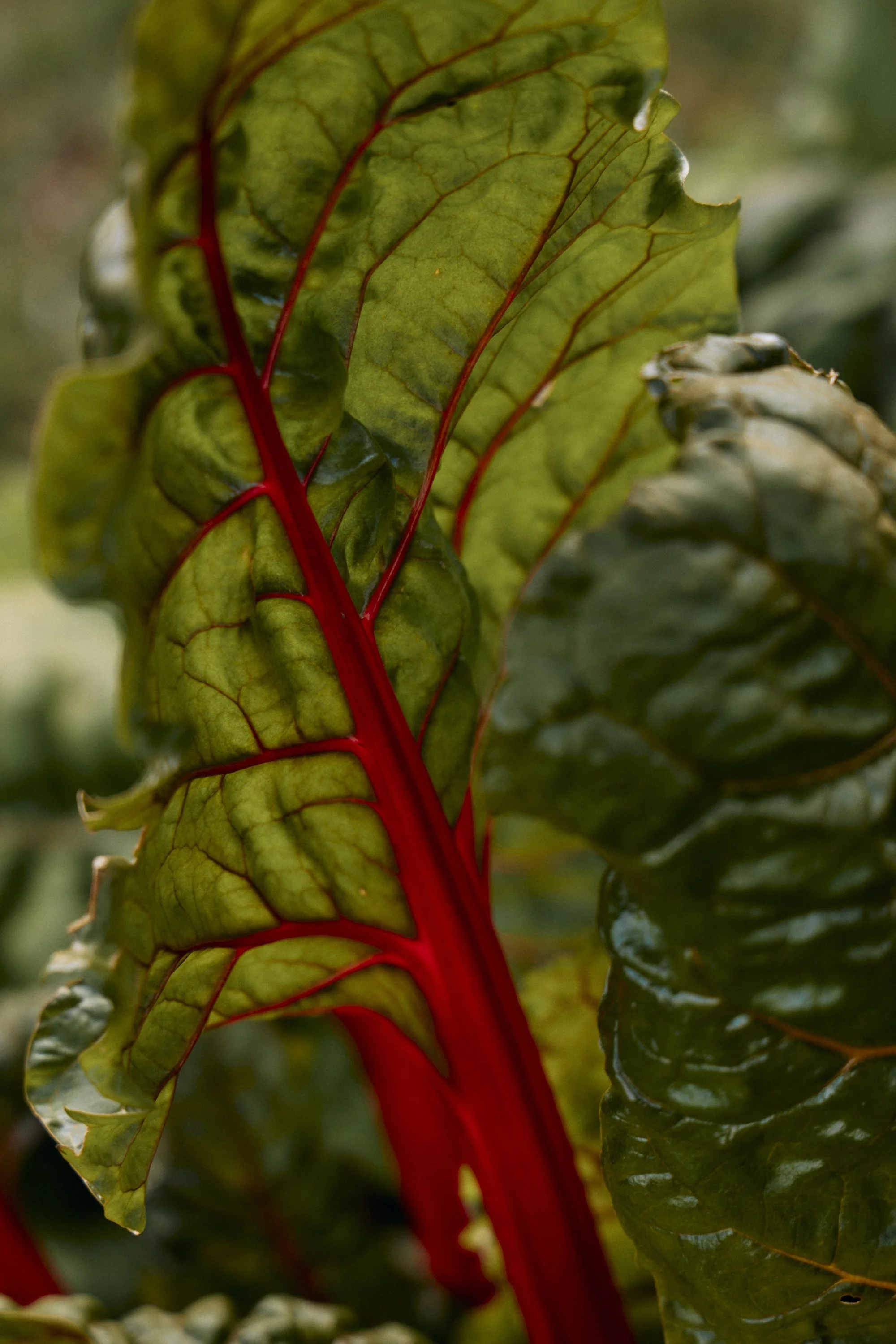 The Productive Garden workshop with Natasha Morgan — Natasha Morgan