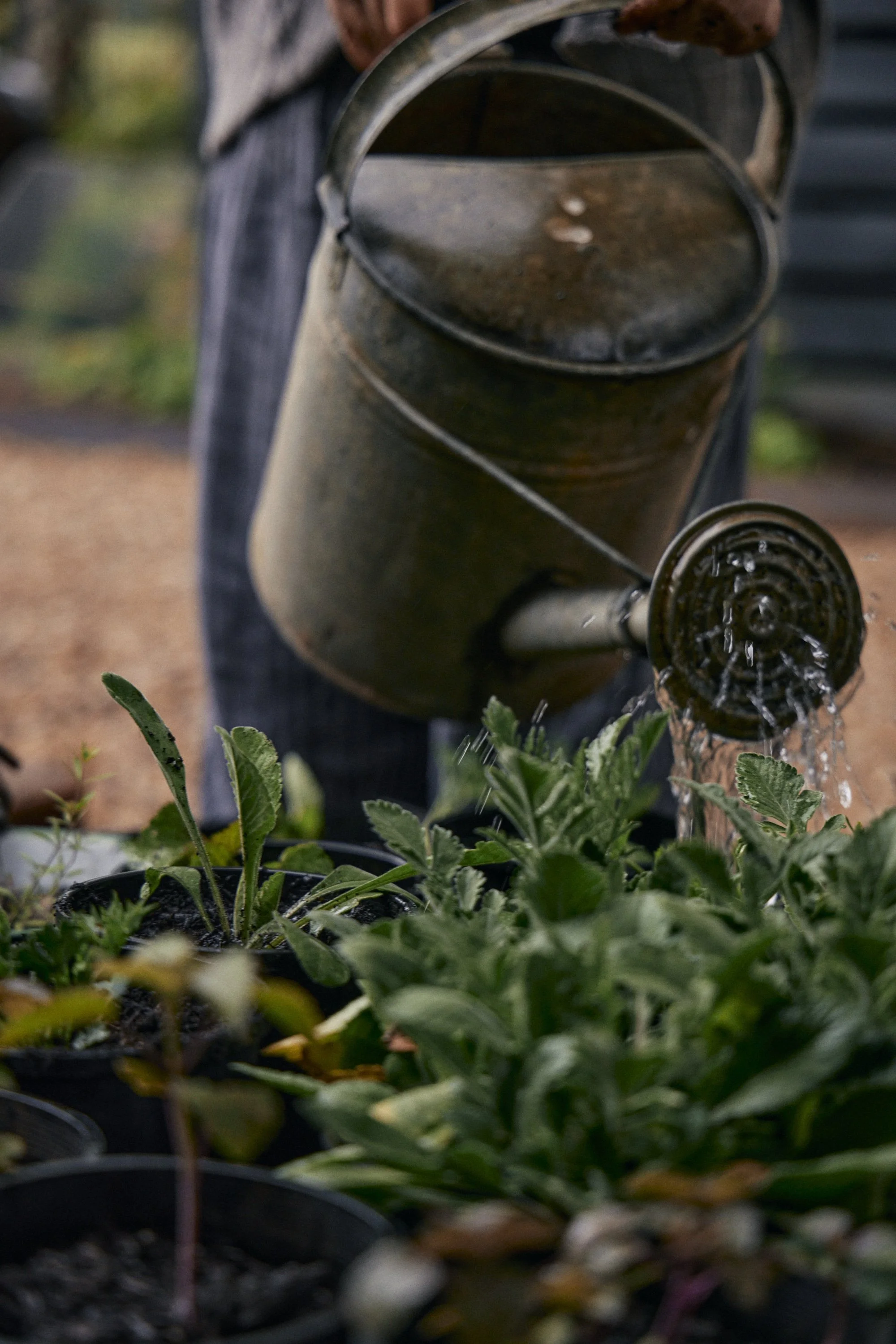 The Root: Shoot Ratio – Why Bigger Isn’t Always Better — Natasha Morgan