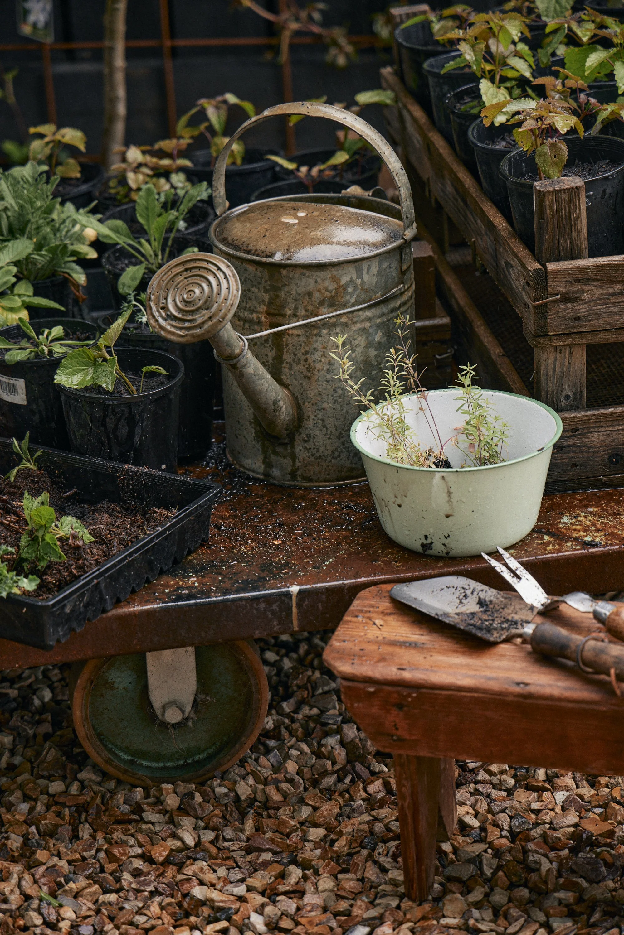 The Root: Shoot Ratio – Why Bigger Isn’t Always Better — Natasha Morgan