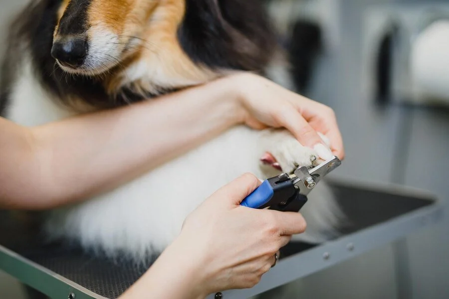Why Dog Nail Trimming Matters More Than You Think