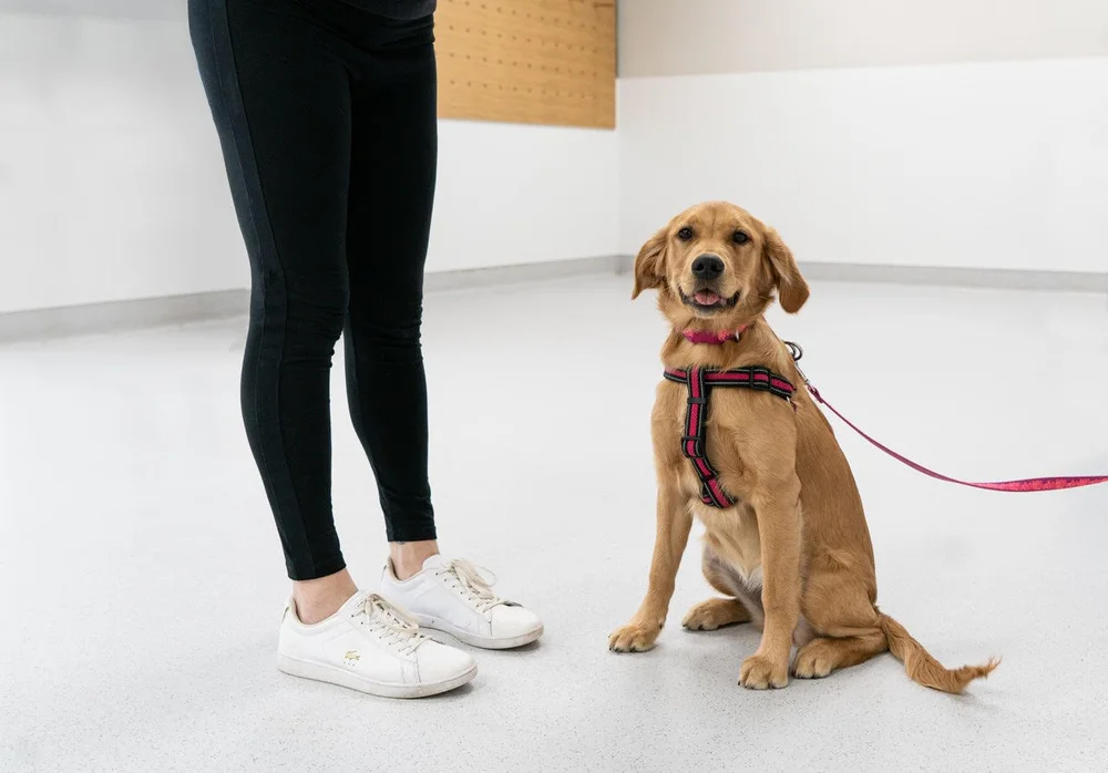 How Do I Teach My Dog To Walk On One Side