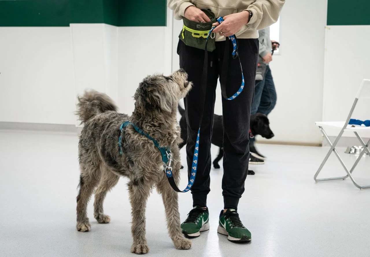 Port Moody Dog Training and Pet Obedience Classes | Good Dog