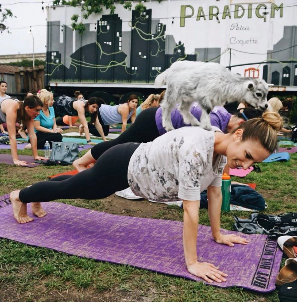 Goat Yoga — Paradigm Gardens