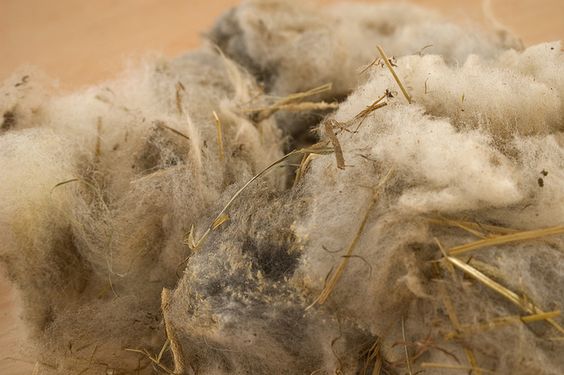 Woolly Wisdom — Grass Roots Media NZ