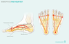 Anatomy 101 - find your feet — YOGARU