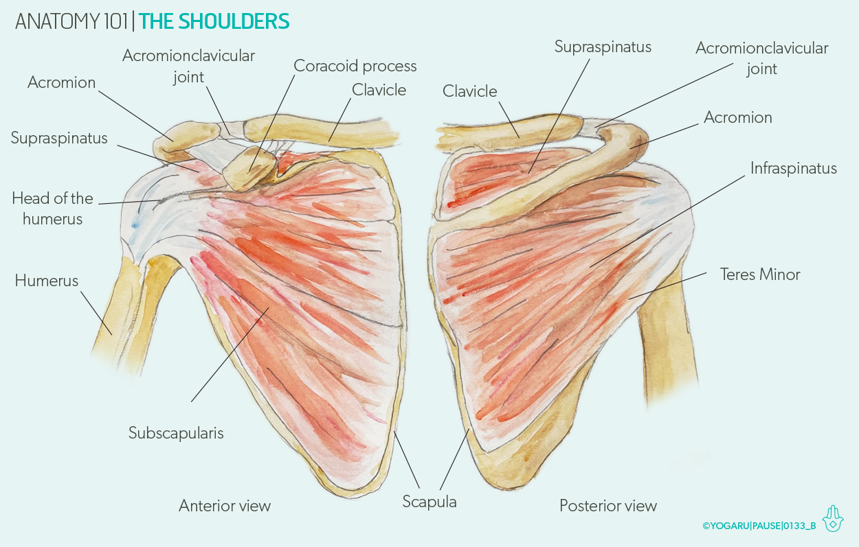 Anatomy 101 - the shoulders — YOGARU