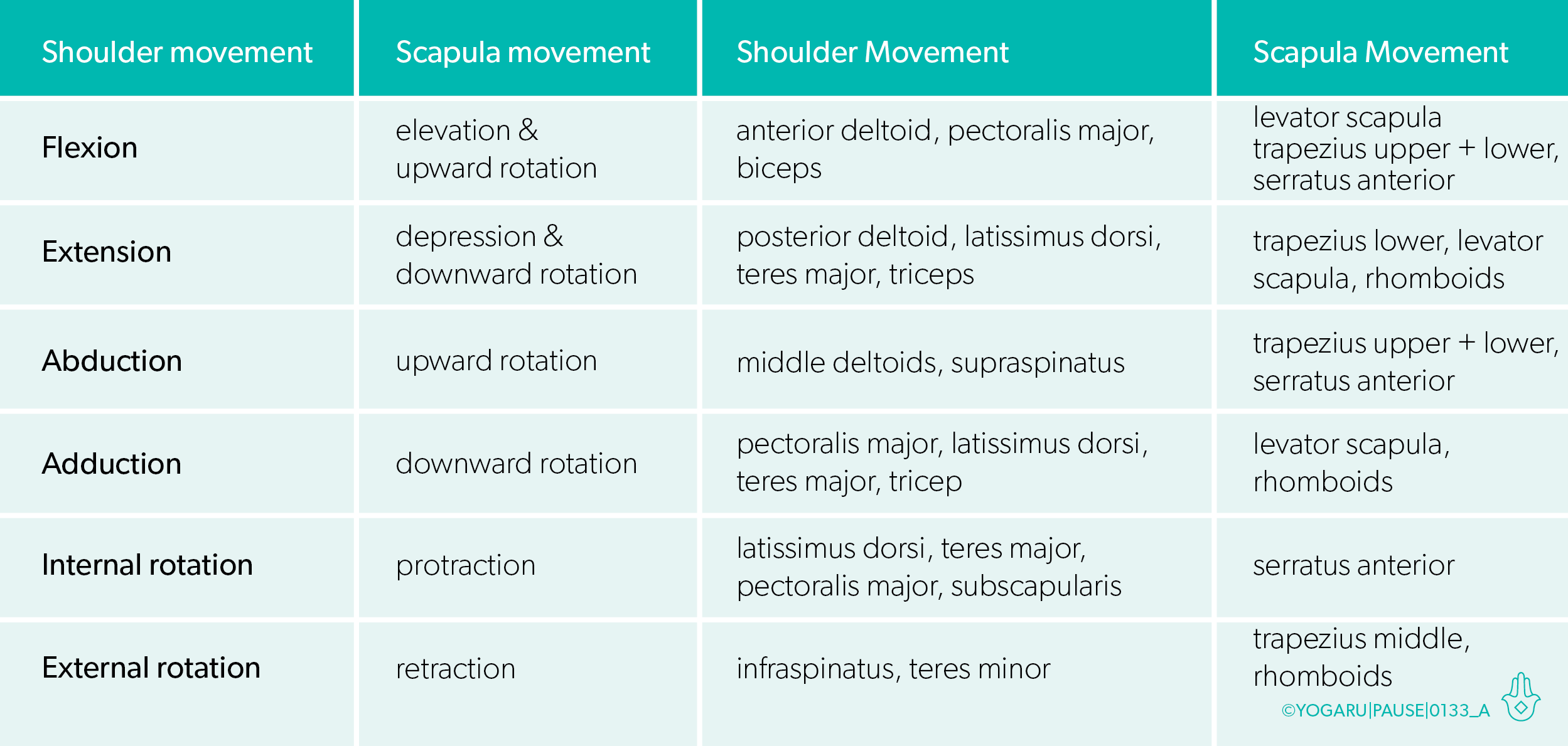 Anatomy 101 - the shoulders — YOGARU