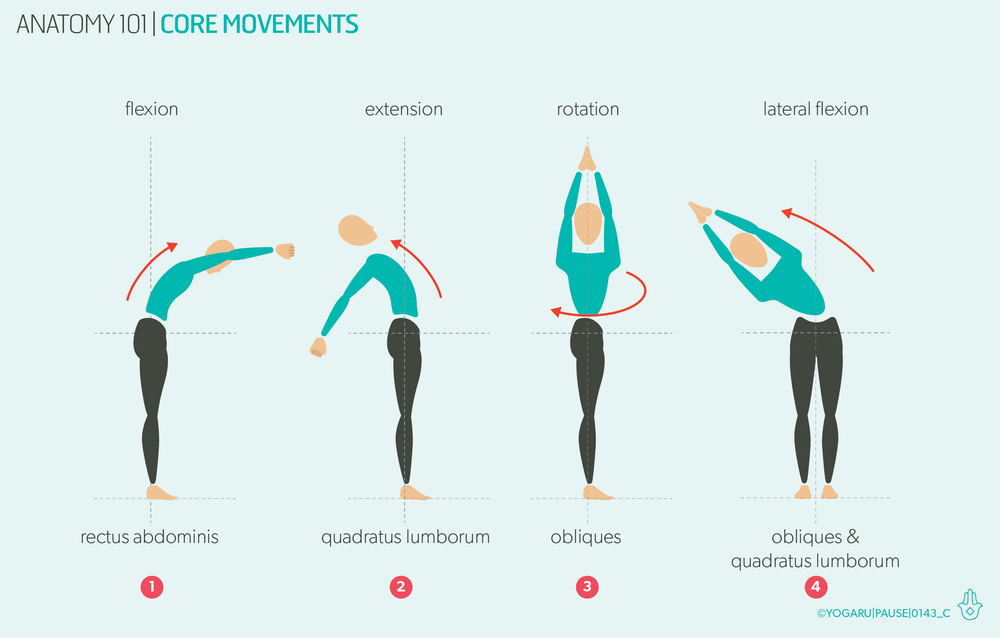 Anatomy 101 - the core — YOGARU