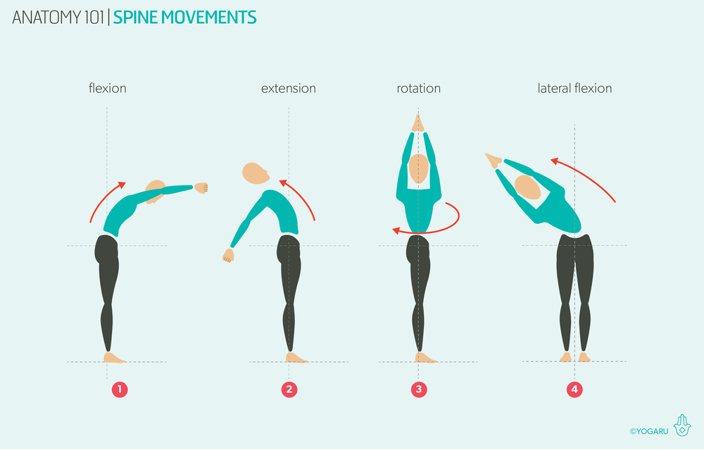 Anatomy 101 - the spine — YOGARU