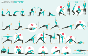 Anatomy 101 - the spine — YOGARU