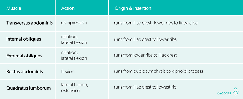 Anatomy 101 - the core — YOGARU