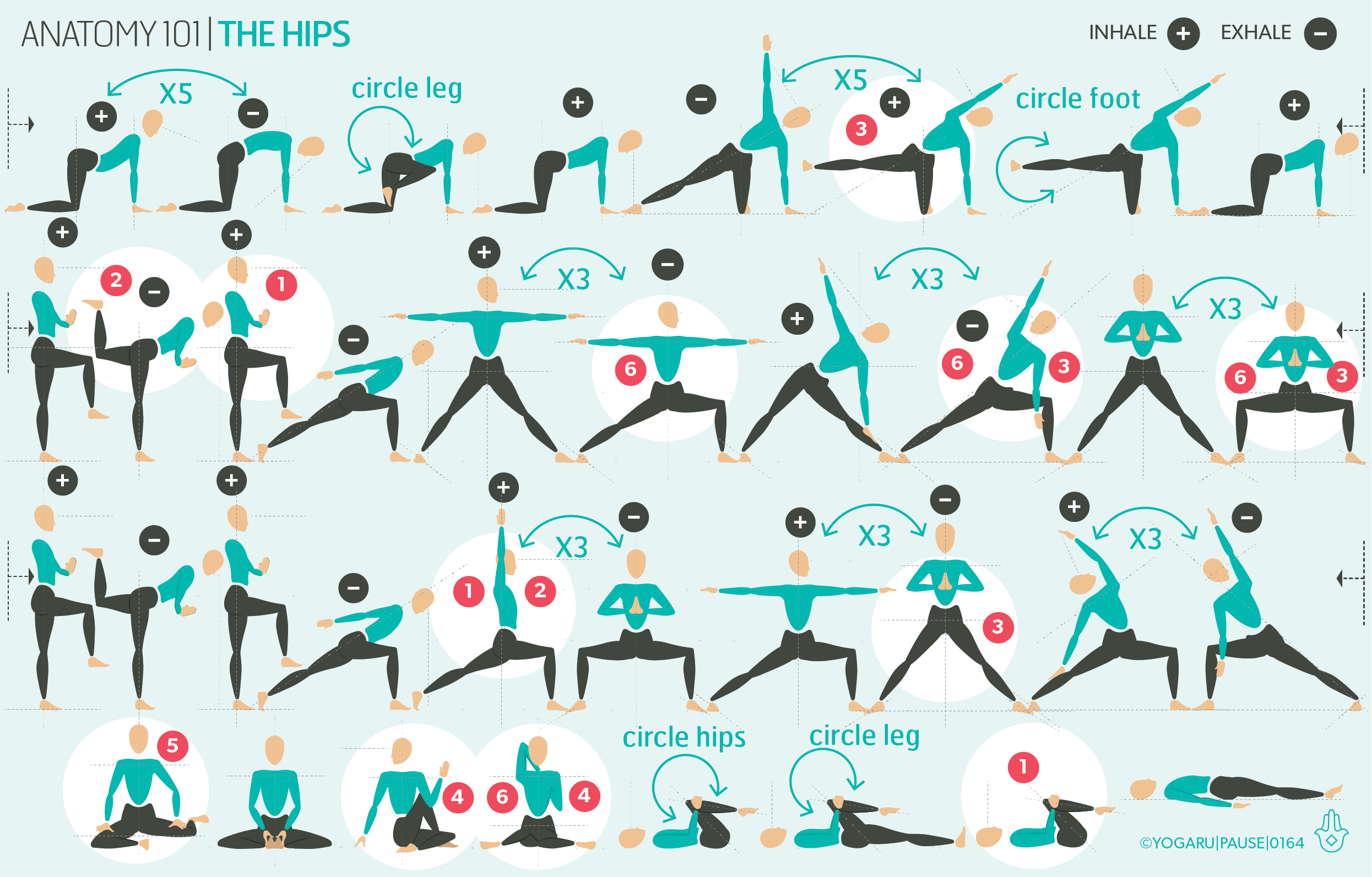 Anatomy 101 - The hips — YOGARU