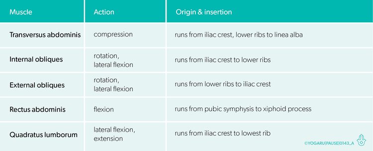 Anatomy 101 - the core — YOGARU