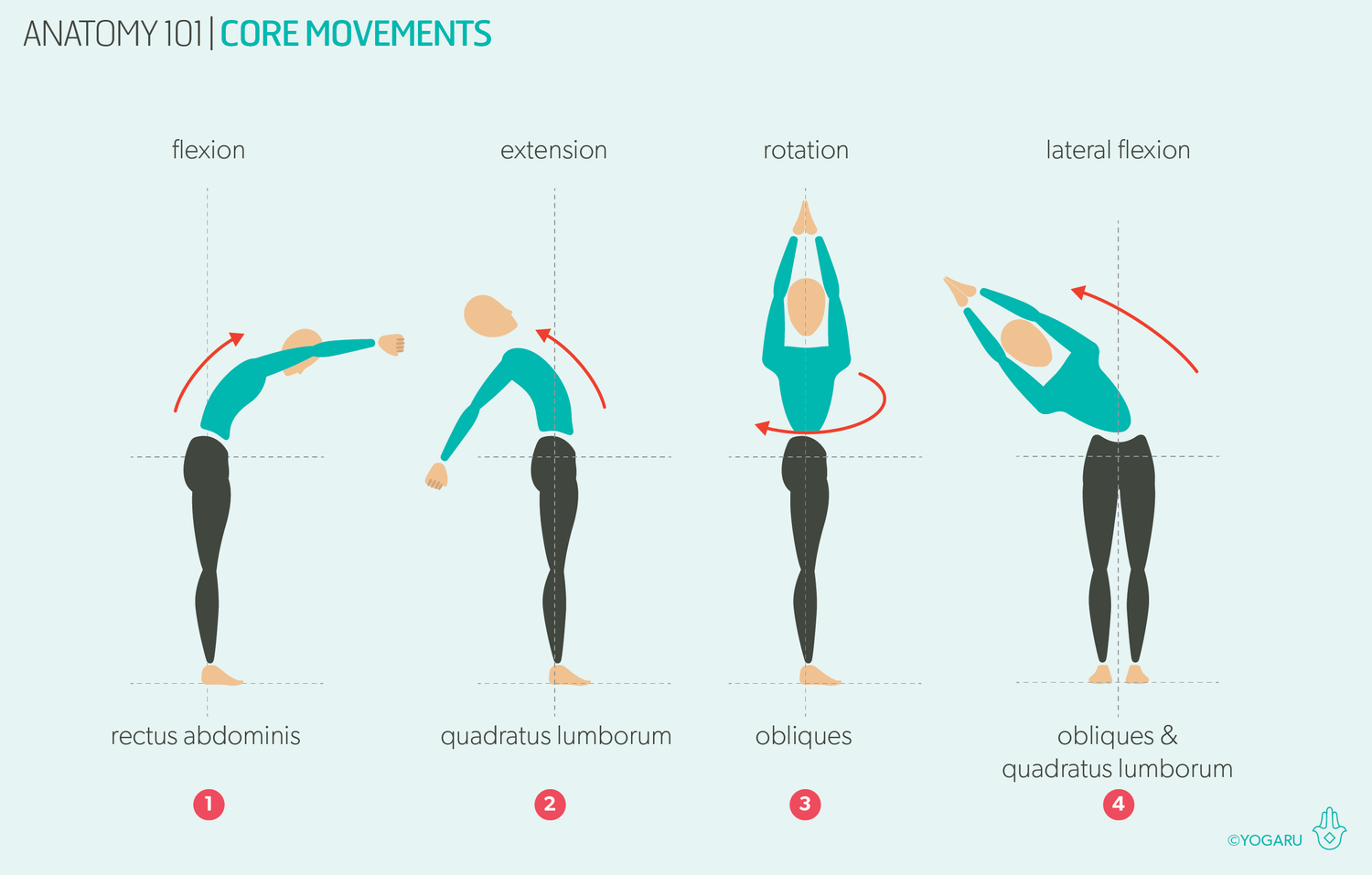 Anatomy 101 - the core — YOGARU