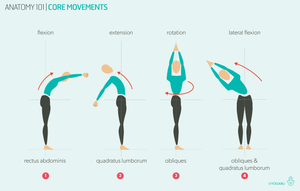 Anatomy 101 - the core — YOGARU