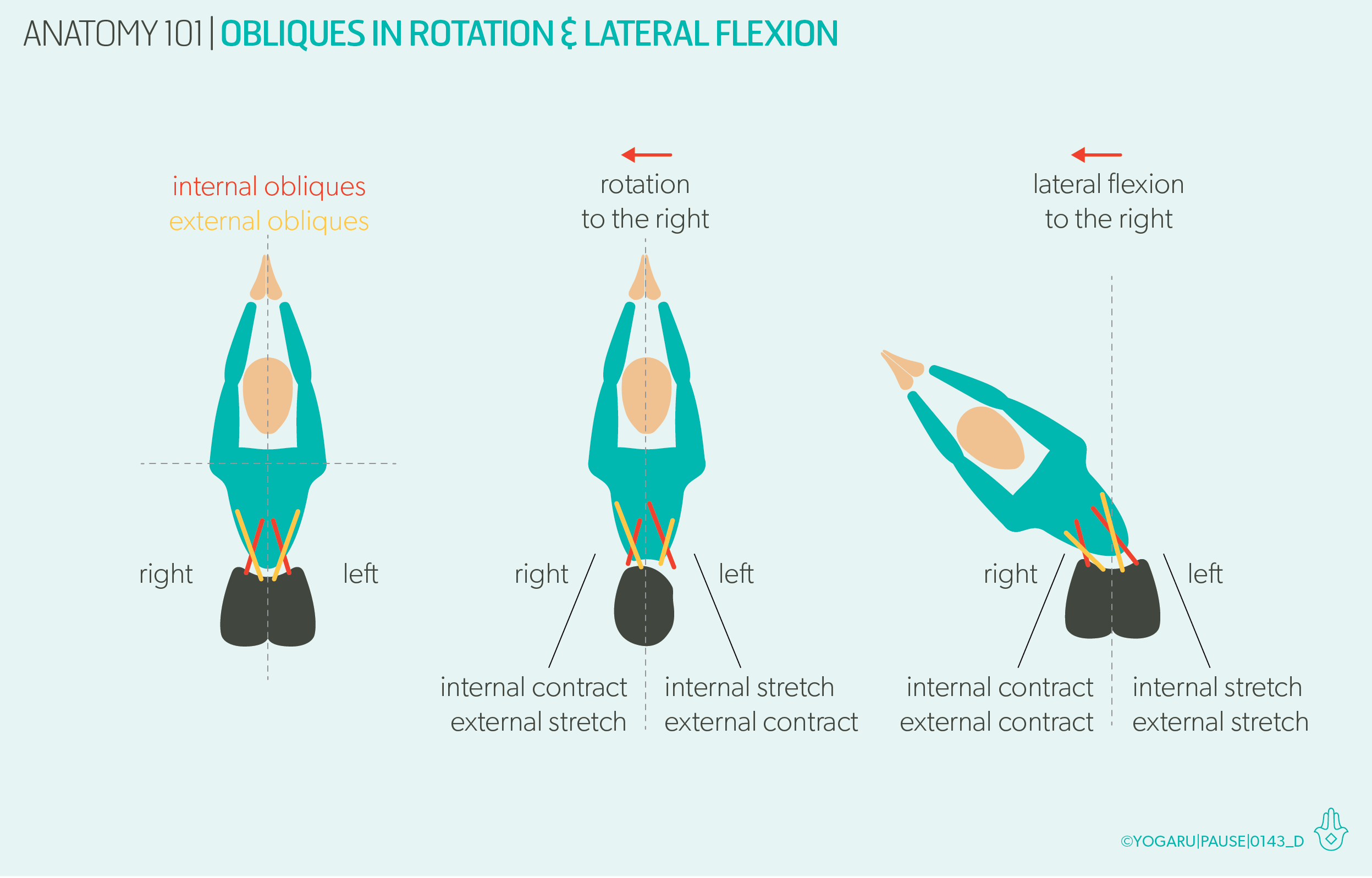 Anatomy 101 - the core — YOGARU