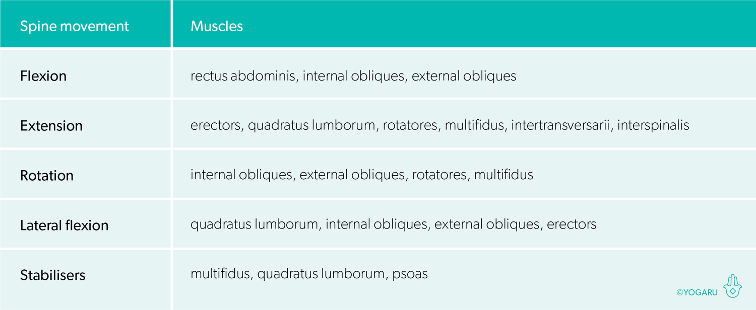 Anatomy 101 - the spine — YOGARU