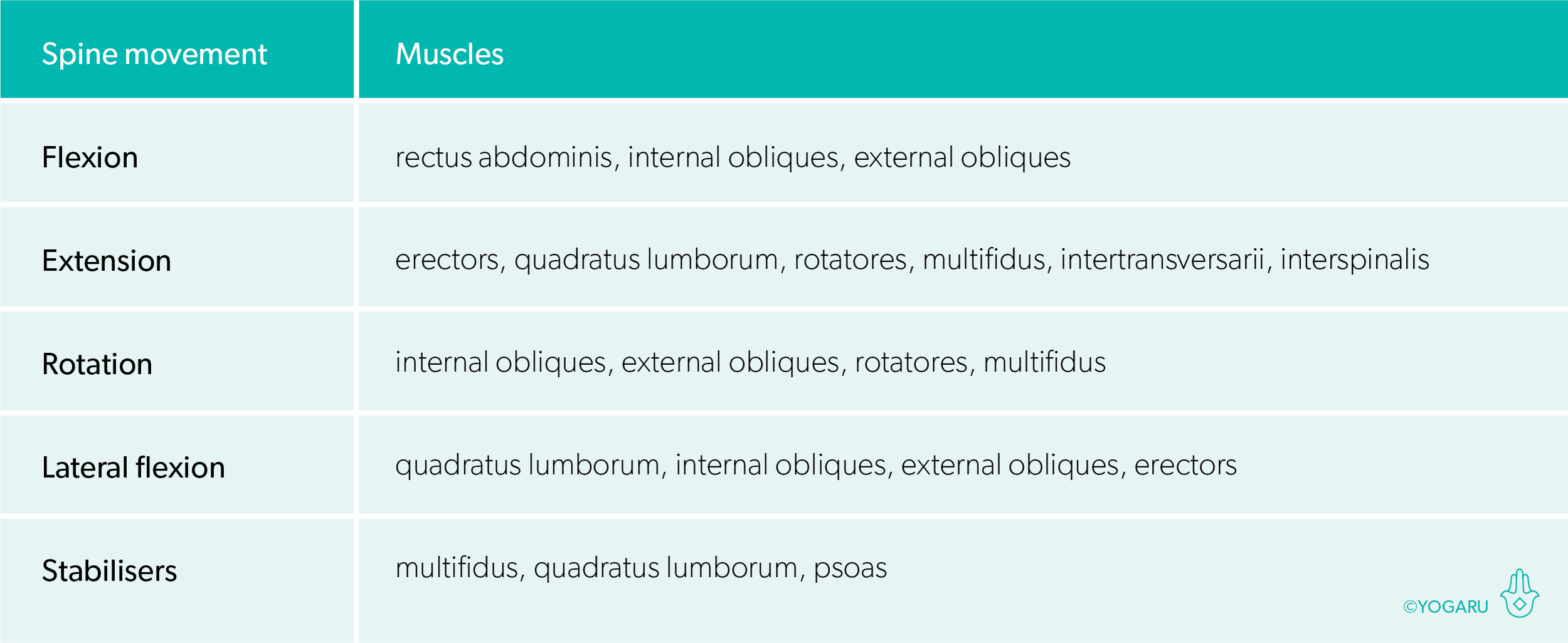 Anatomy 101 - the spine — YOGARU