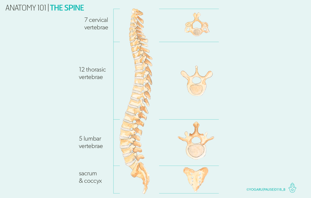 Anatomy 101 - the spine — YOGARU