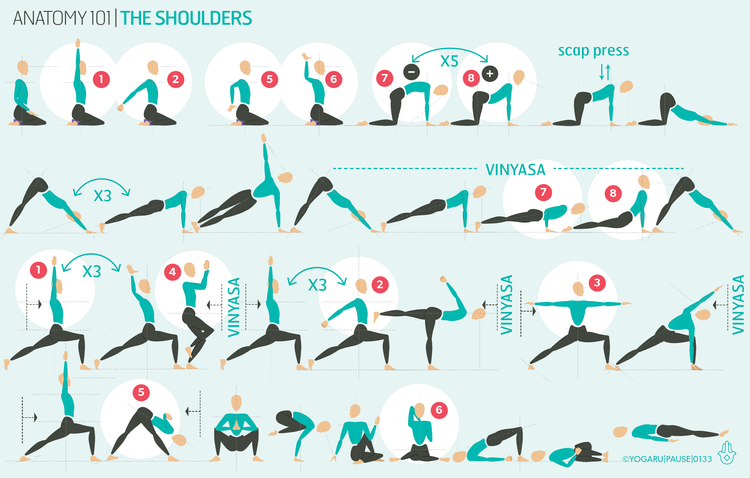 Anatomy 101 - the shoulders — YOGARU